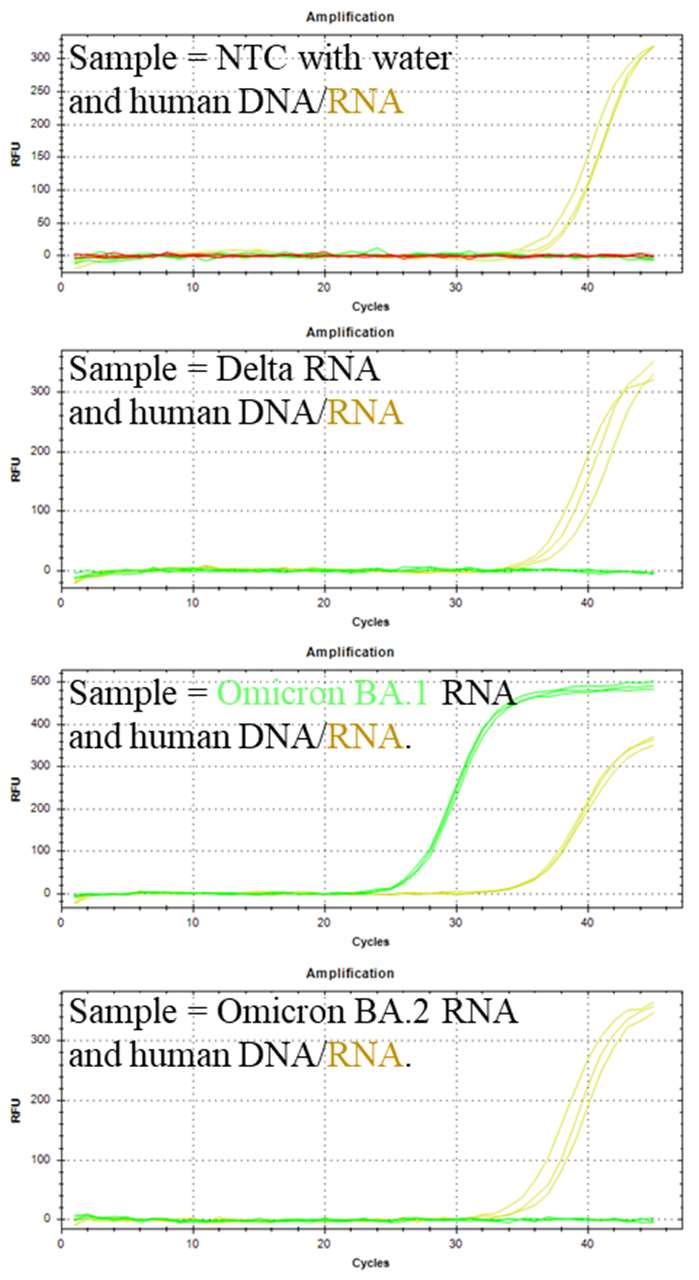 RPP30 mRNA Positive Control - PCR Assays